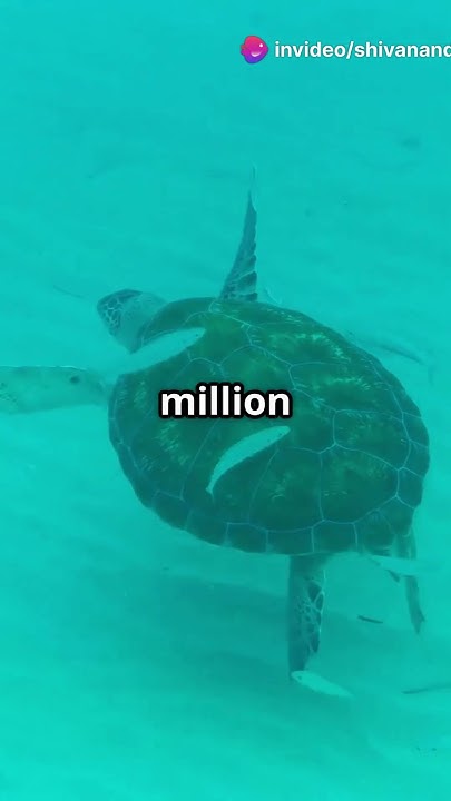 Dive into the Ocean's Wonders! #facts #randomfacts #interestingfacts - YouTube