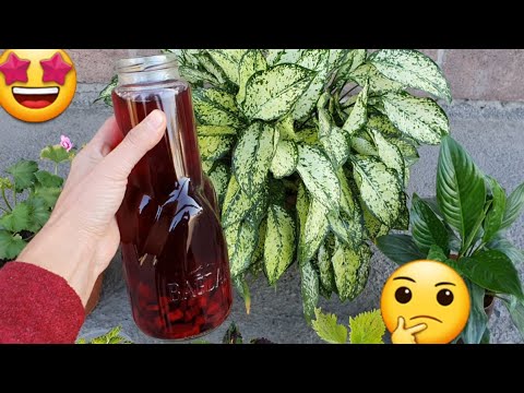 Çiçeklerniz açmyorsa✅ büymüyor sa😉birde bunu deneyin✅doğal çiçek kürü/ çiçek bakımı-