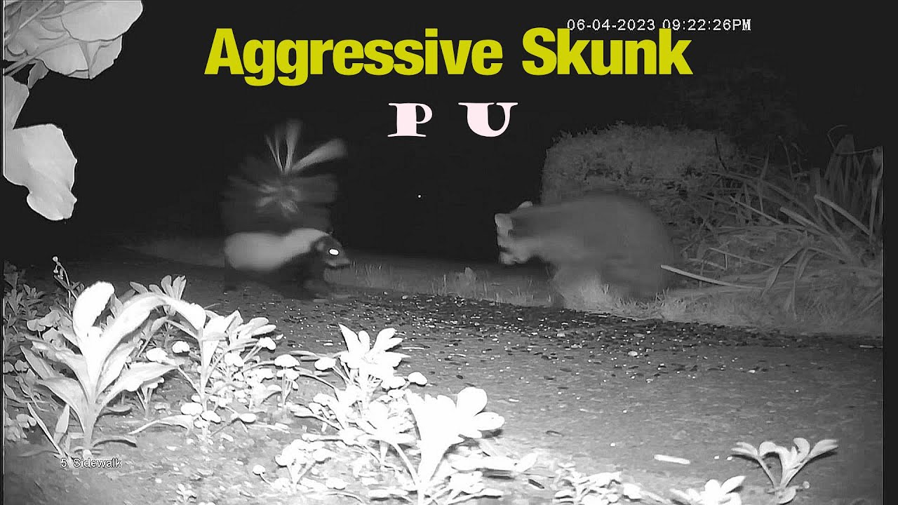 Aggressive Skunk PHEW ! Stinky Fired One Off Last Night - YouTube