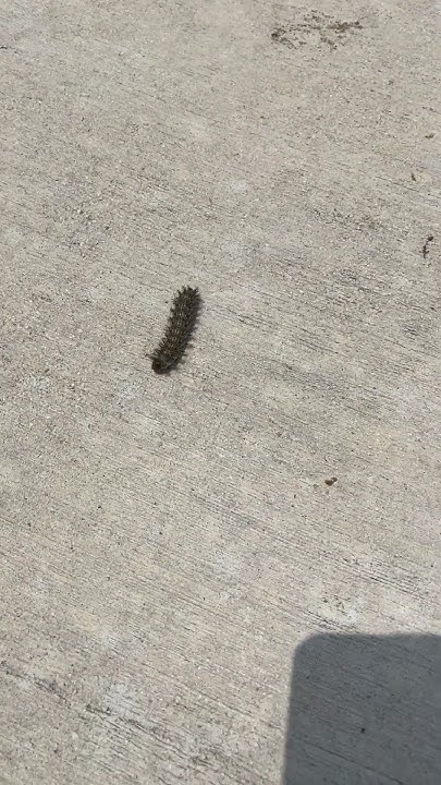 Caterpillar on the move. - YouTube