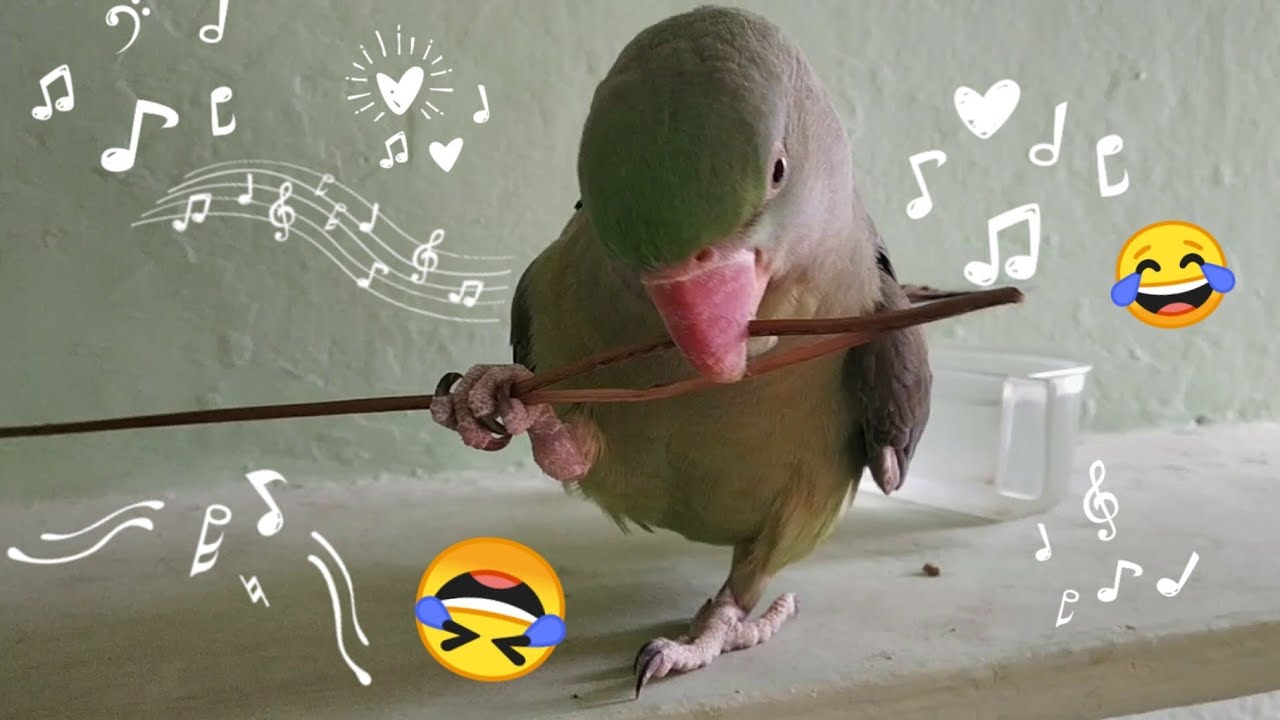 Parrot playing flute LOL Ha Ha Ha 😂😂😂 #ParrotWorld - YouTube