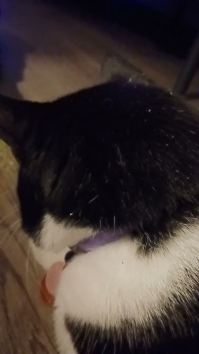 Charlie & Bandit are on catnip. #cat #catbed #catnip - YouTube