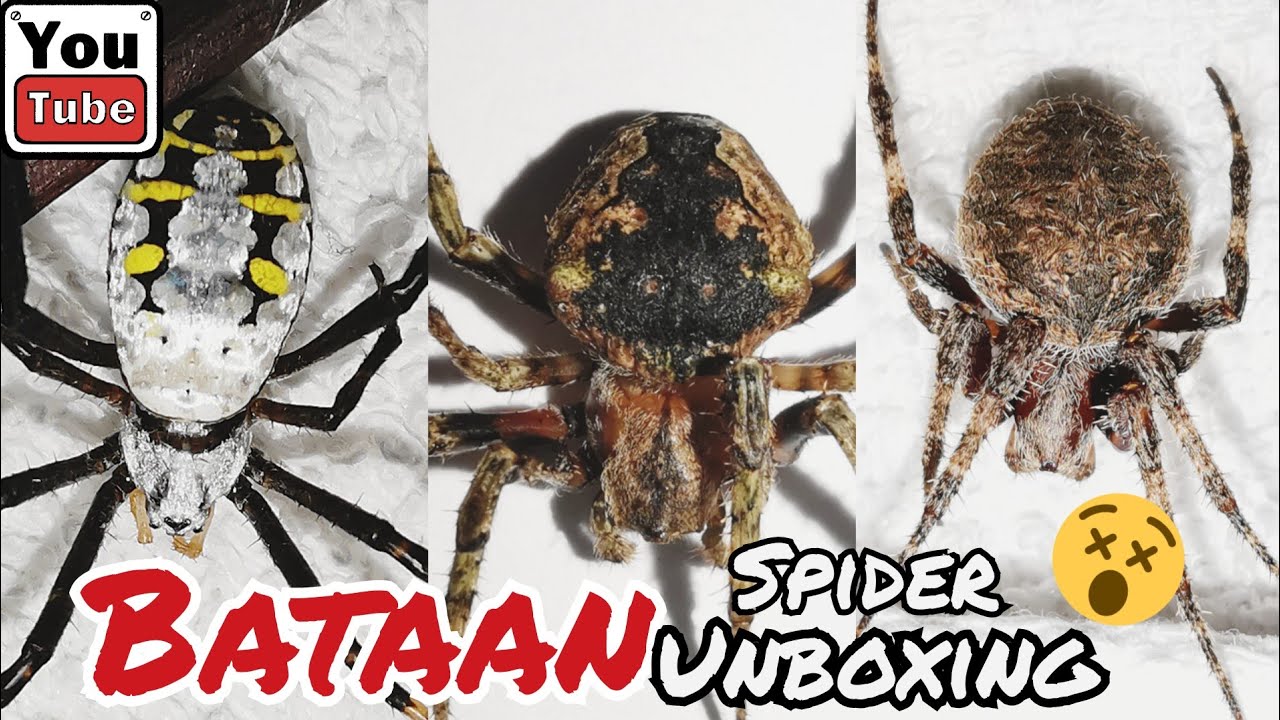 BATAAN SPIDERS Unboxing. GAGAMBANG EKIS (Argiope aurantia) Gagambang ...
