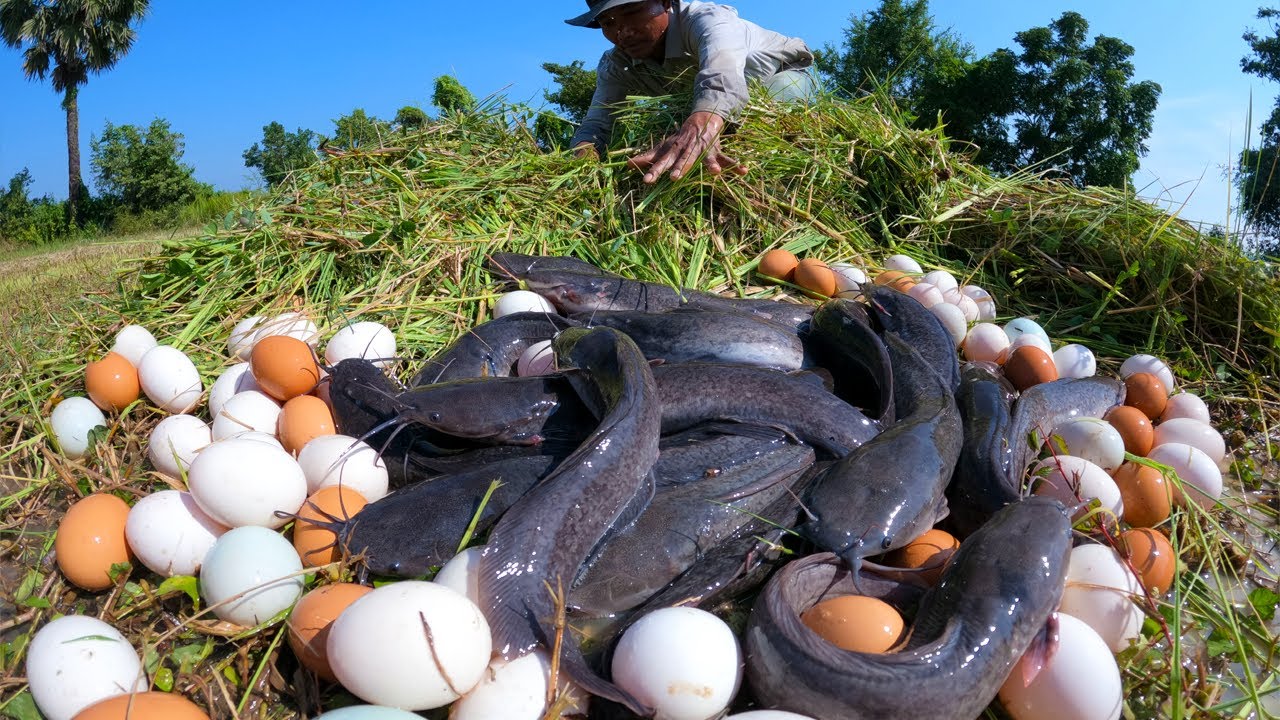 wow amazing fishing! a smart man catching fish & pick eggs snails at ...