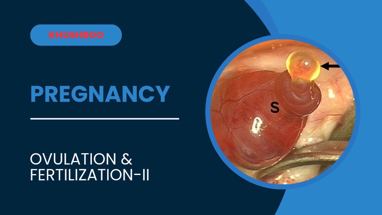 6. ovulation & fertilization - YouTube