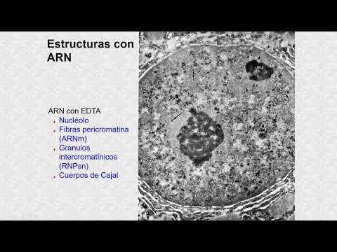 Otras estructuras nucleares - YouTube