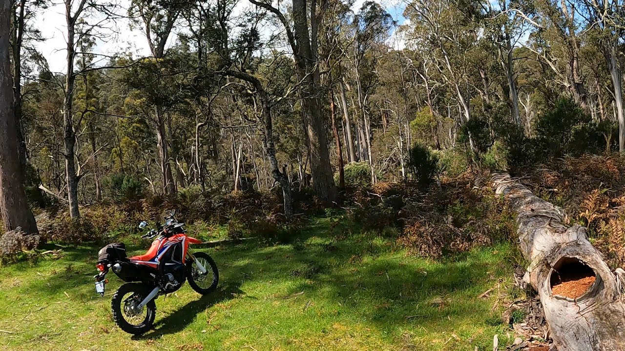 Exploring Burns Ck forest area on a CRF250 Rally - Part 1 - YouTube