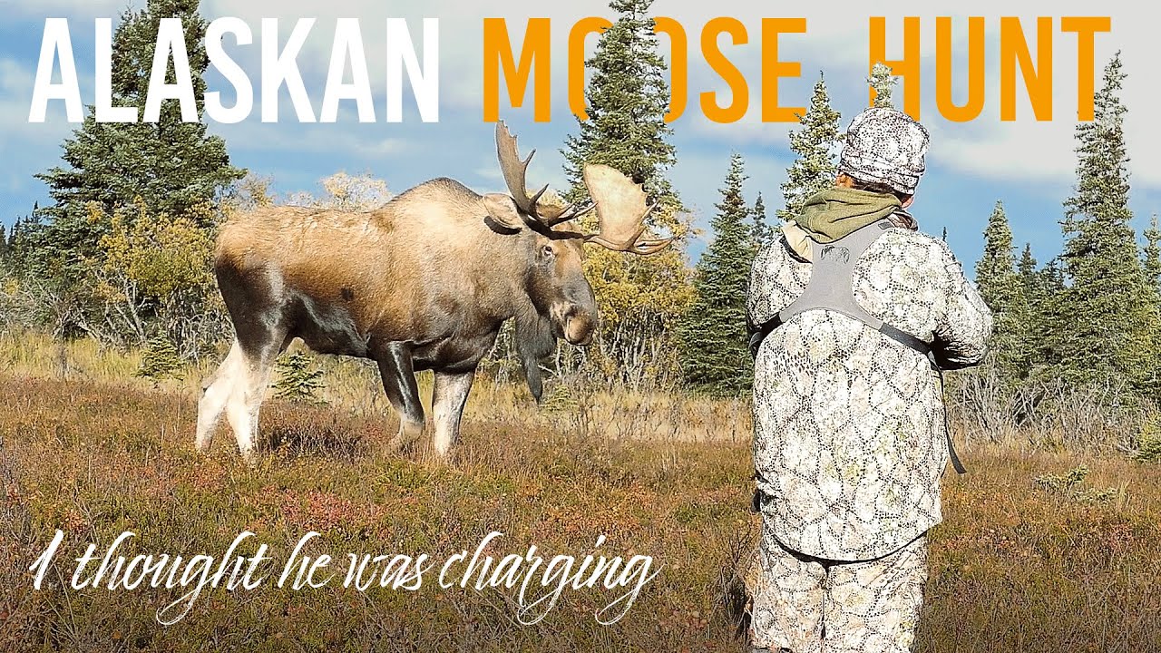 Alaskan Moose Bow Hunt | Guess the distance on this shot - Hoyt Bow ...