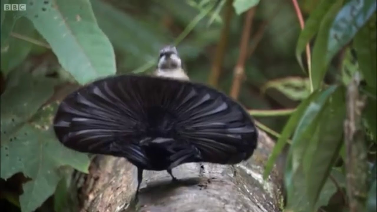 Superb bird of paradise: Vogelkop vs Lophorina superba - YouTube