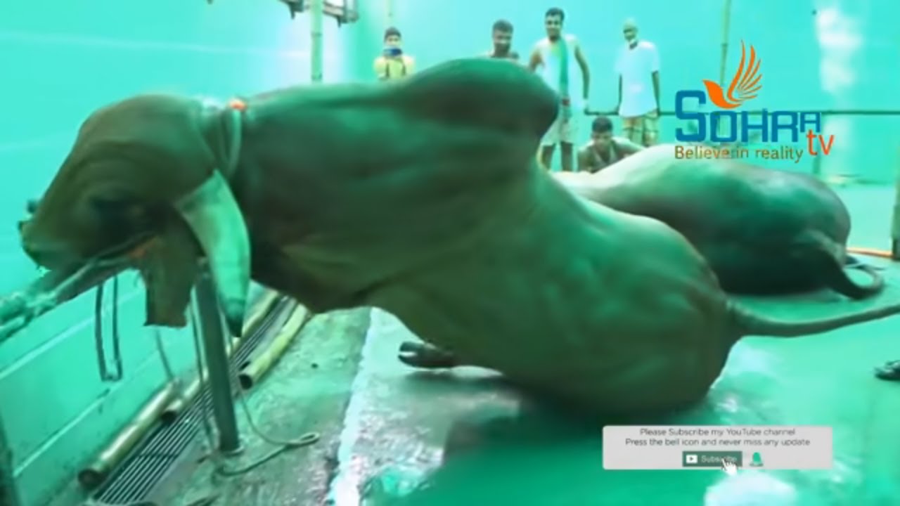 Exclusive Grounding of Jojo cow জোজো | Biggest Cow 2020 - YouTube