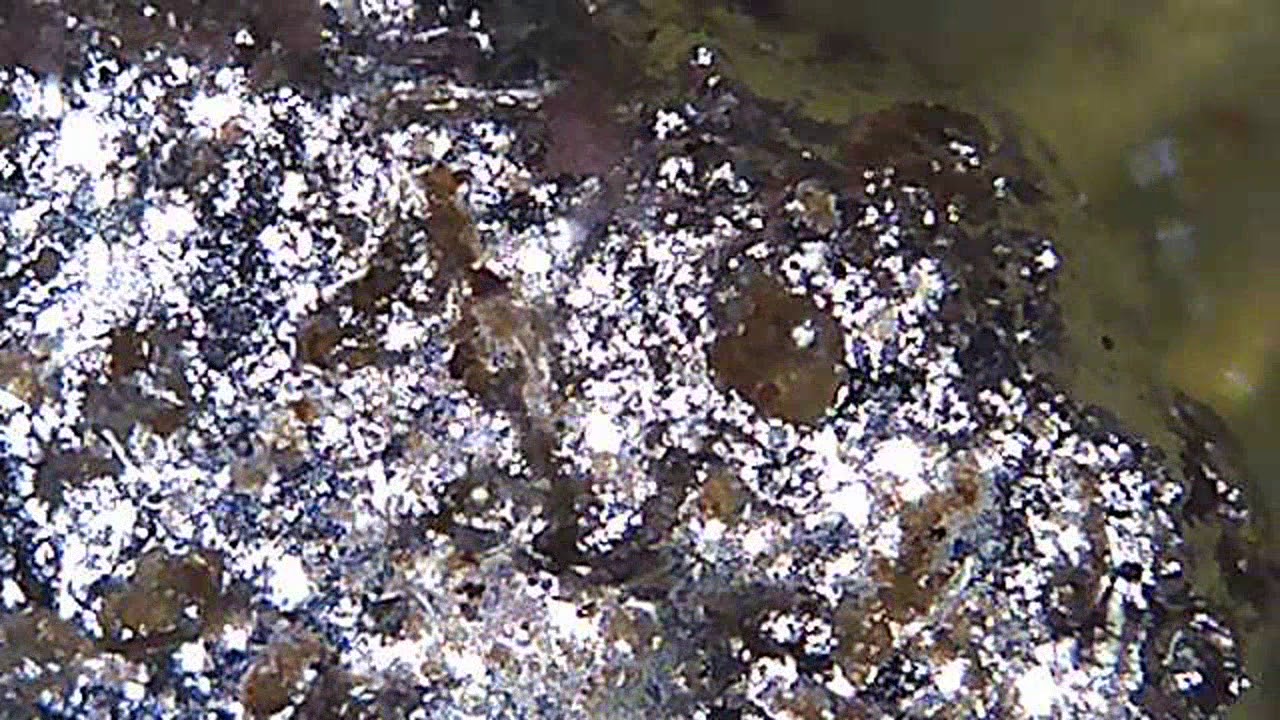 amalgamation mercury vs gold - YouTube