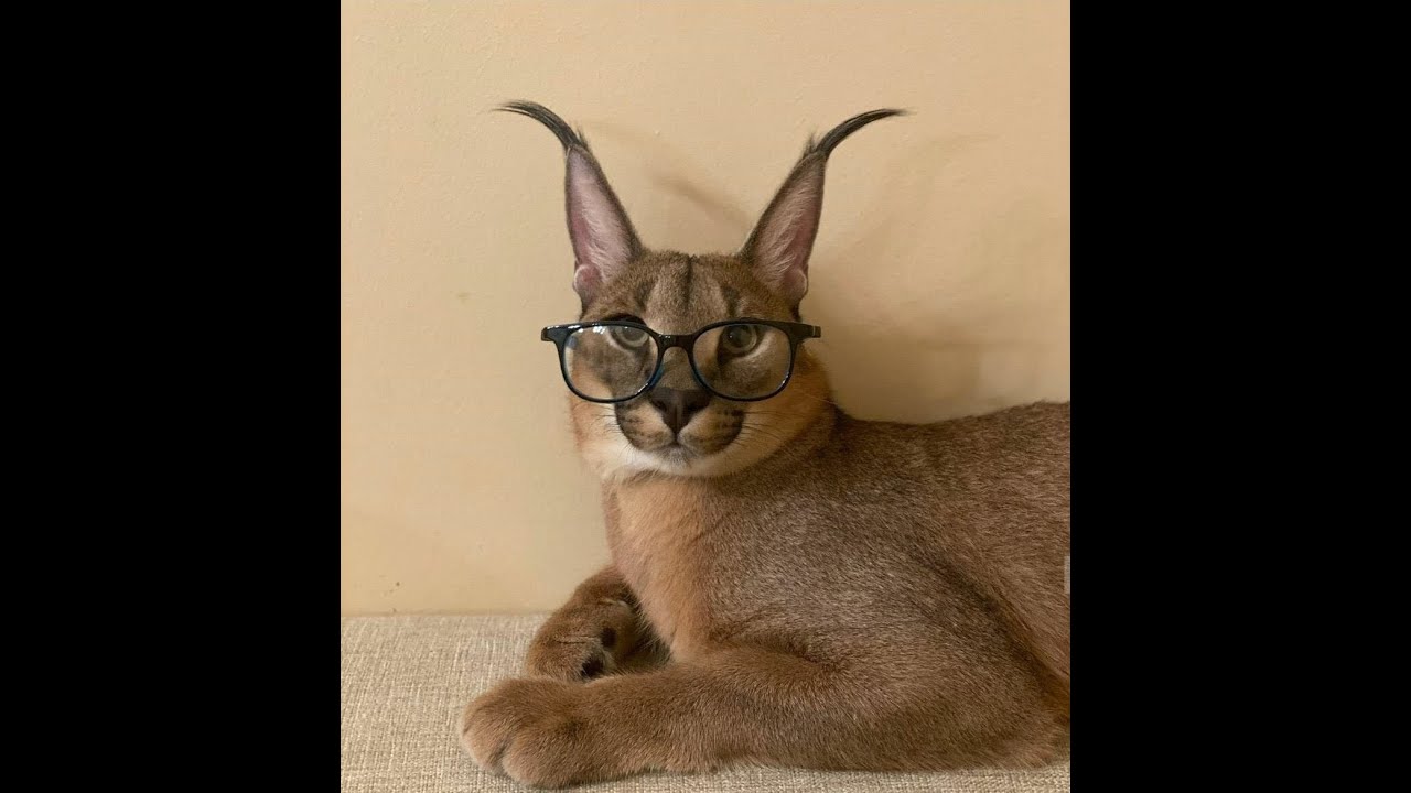 Floppa Custom Nextbot In Evade! - YouTube