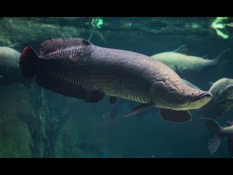 UNDERWATER VIEW Our 1 5 m pond Arapaima eating pellets WORLD'S LARGEST ...