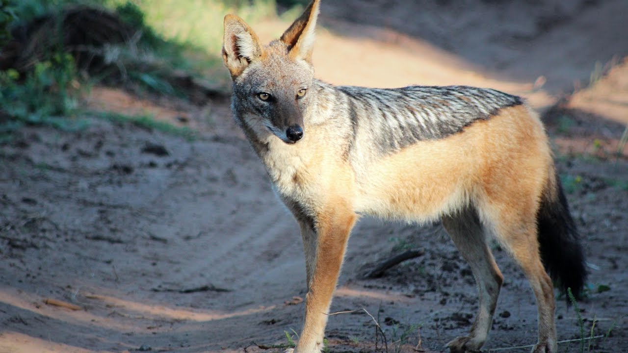 Black-Backed Jackal & Lions | Eastern Cape Safari - YouTube