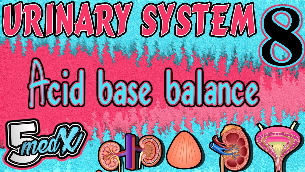Lecture 8: Acid base balance - YouTube