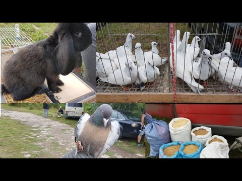 Rynek Łomża 🕊🐔🐤🦃🦆🐕🐇🐦🐟🐡🐷gołębie kury kurczaki gęsi króliki indyki ...