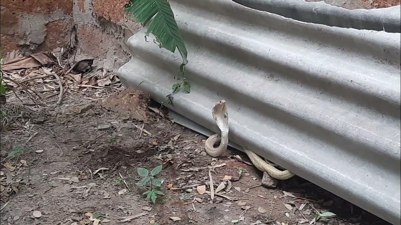 Big Snake Vs Mongoose Fight in My Garden 🏡 - YouTube