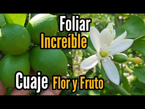 Potente Foliar para el Buen Cuaje de Flor y Fruto de Limón - FOLIAR ...