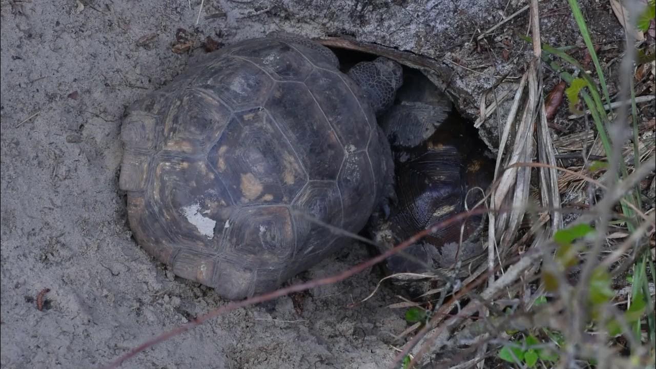 Gopher Tortoise Male And Female Youtube