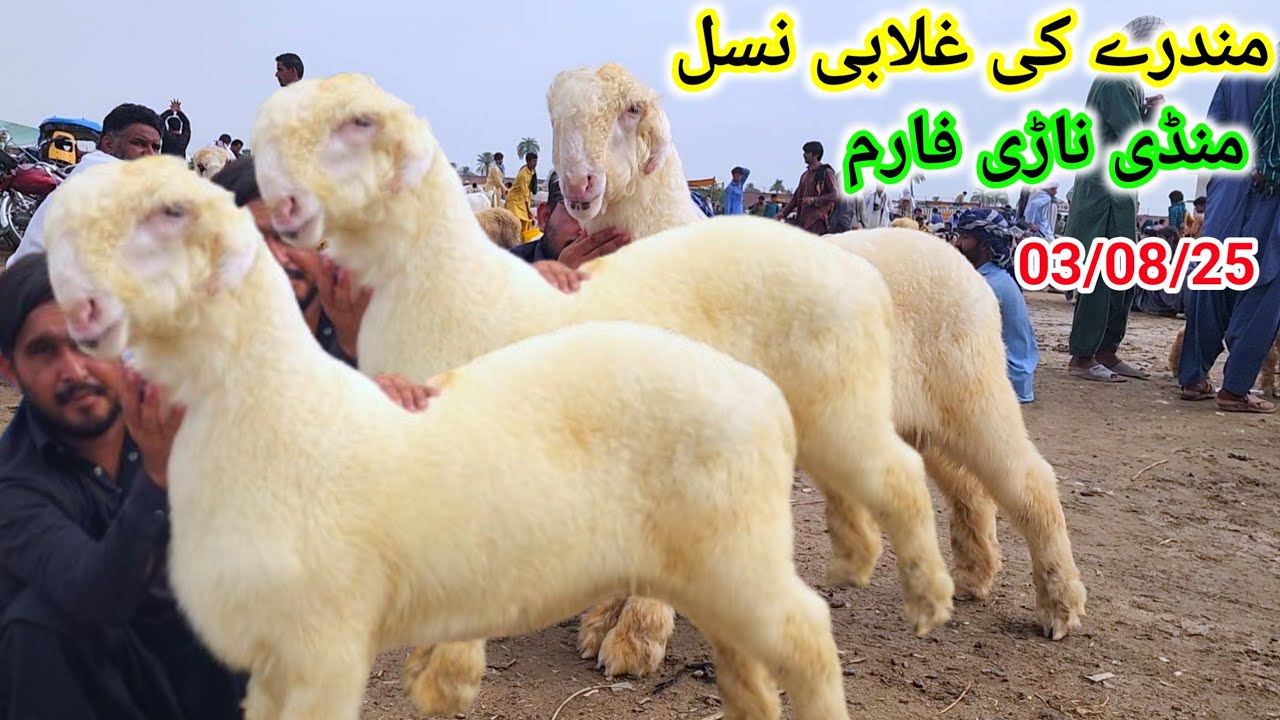 Mandi Nari form S A Good Animal Mundra Mundari sheep Fresh Video Malik ...