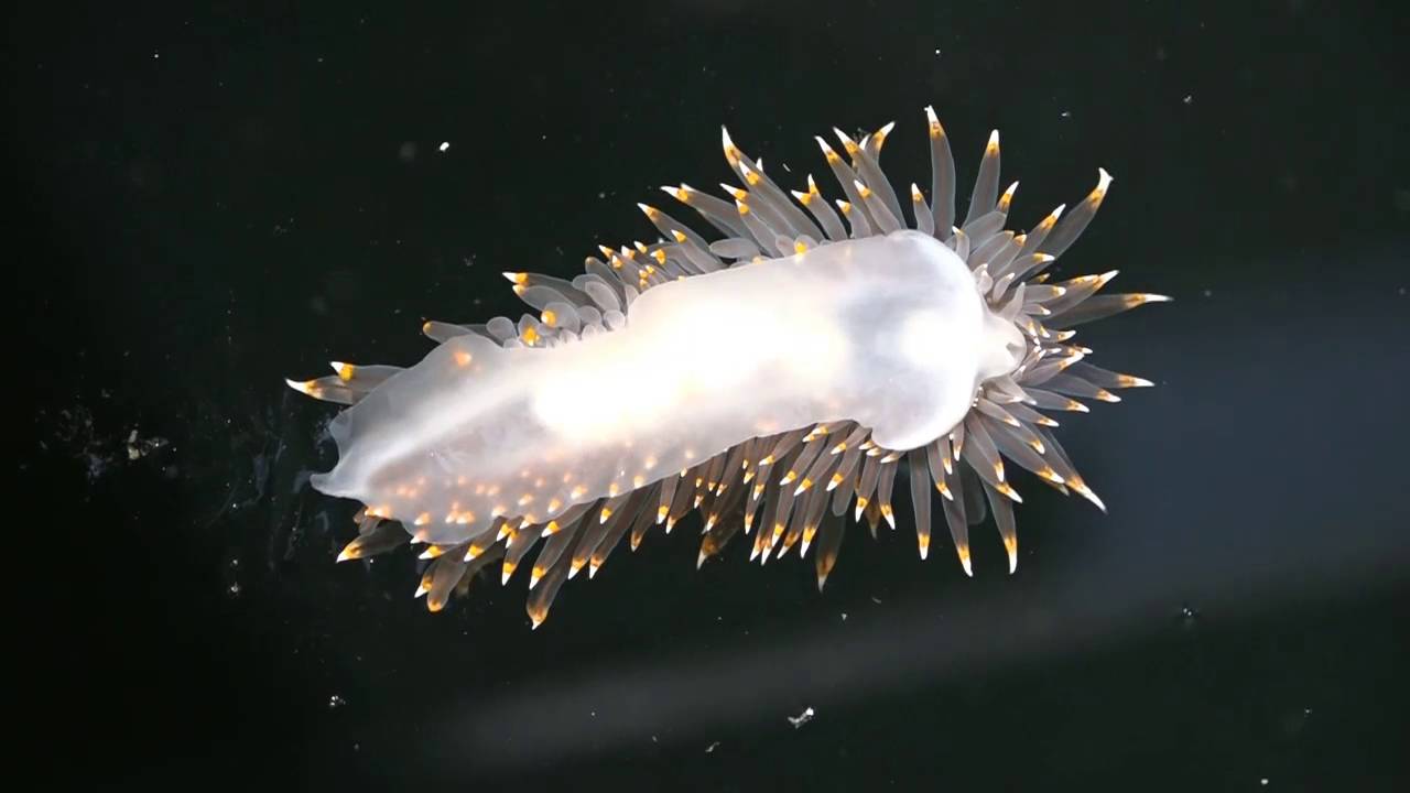 Janolus fuscus at Ford's Cove - YouTube