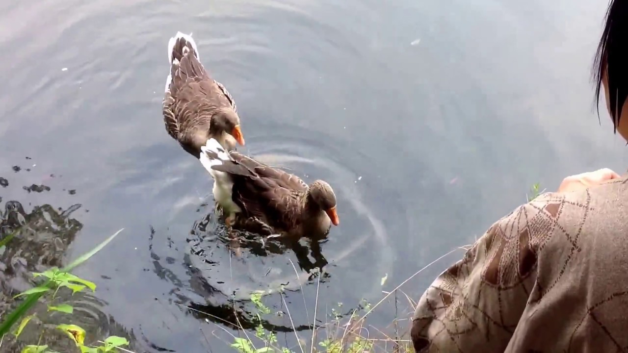 Diving Geese... - YouTube