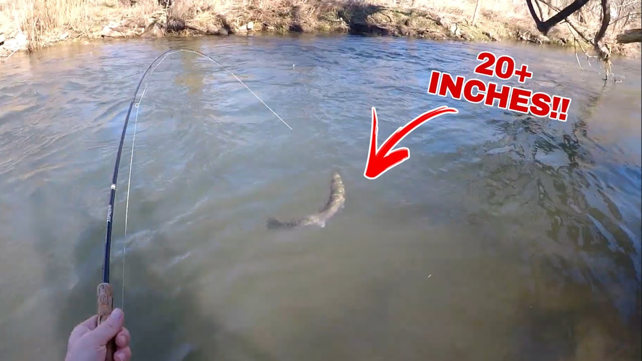 Catching a GIANT 20+ INCH Trout!! (NEW PB!!!) - YouTube