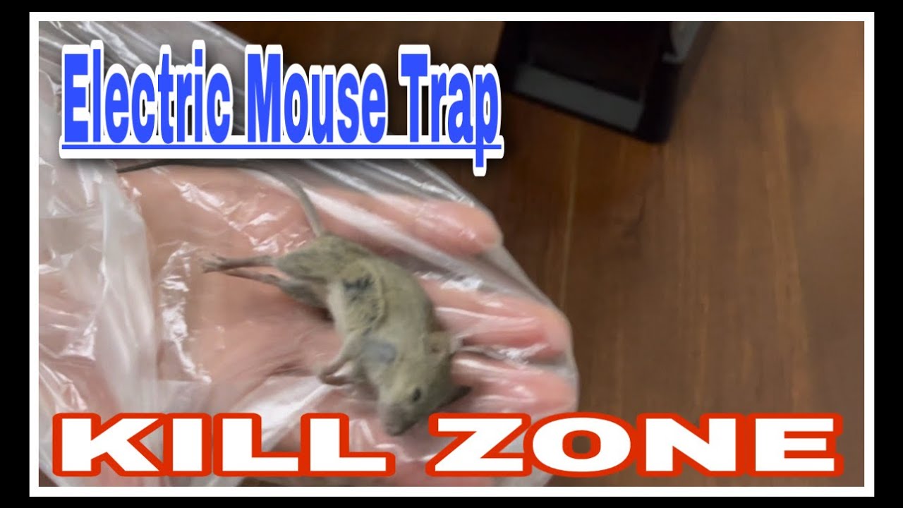 How to catch mouse using ELECTRIC MOUSE trap!#Catchmouse - YouTube