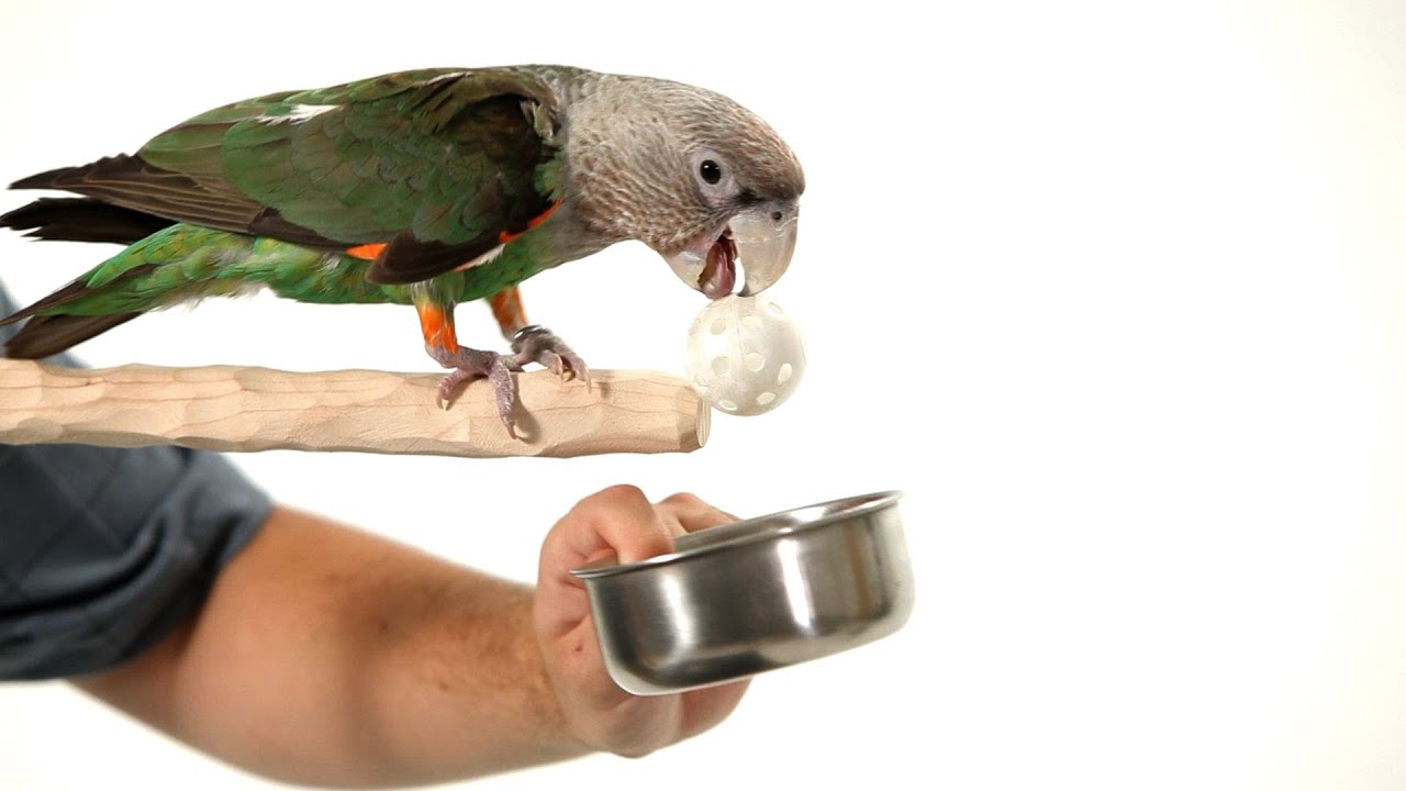 Teach Your Parrot to Fetch from a Perch | Parrot Training - YouTube