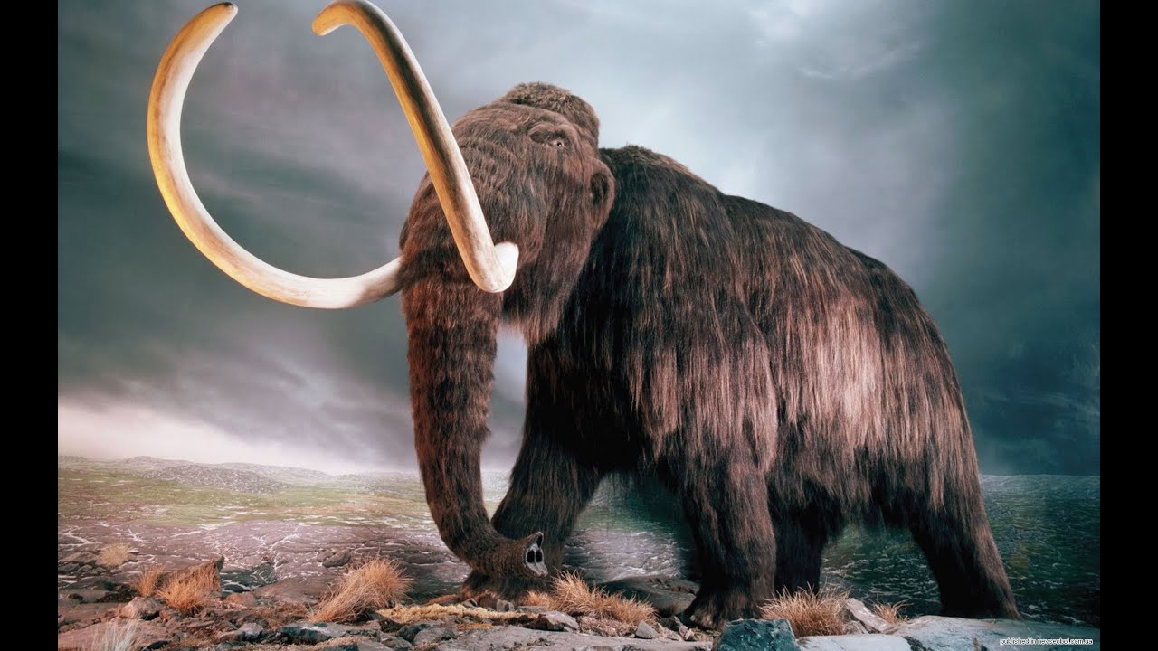 Mamutul a trait si pe teritoriul Romaniei... - YouTube