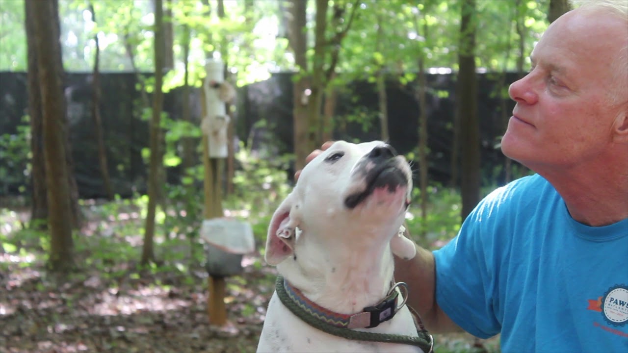 PAWS Atlanta - Saving Lives one Tail at a Time - YouTube