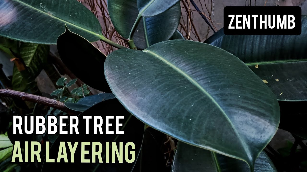 RUBBER TREE Air Layering Propagation & Care - YouTube
