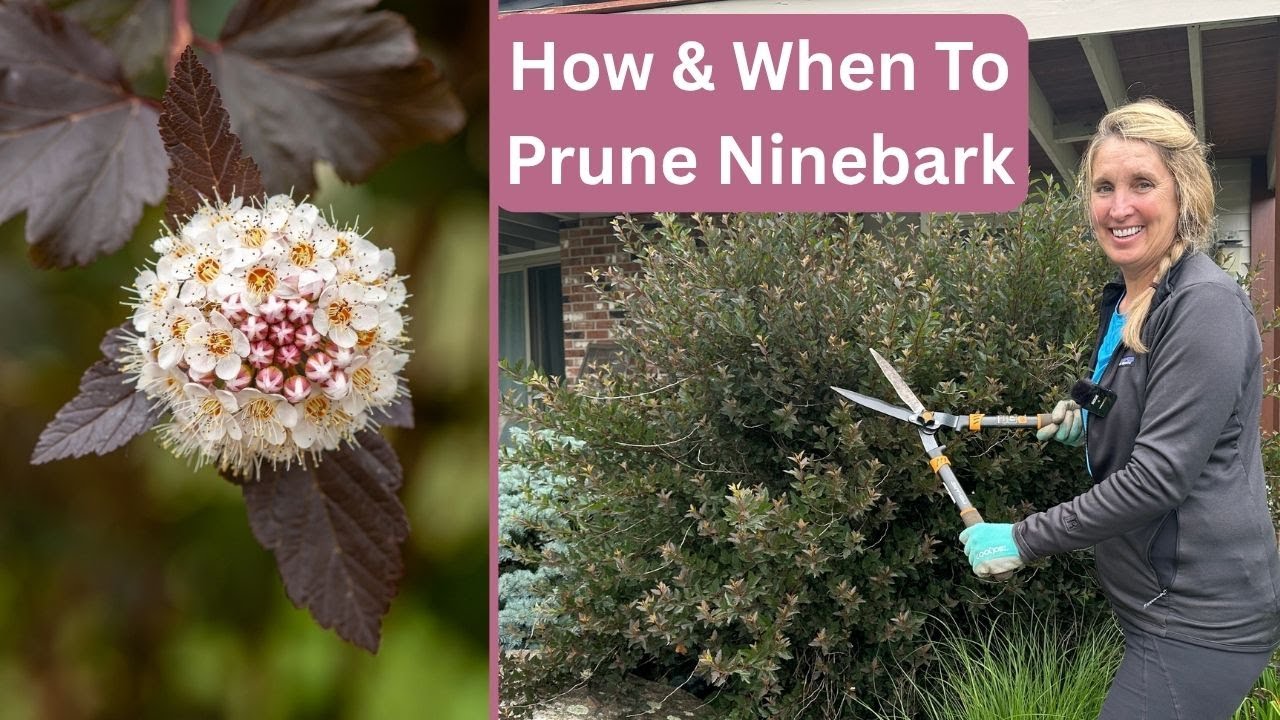 How & When to Prune Ninebark the EASY Way ️ - YouTube