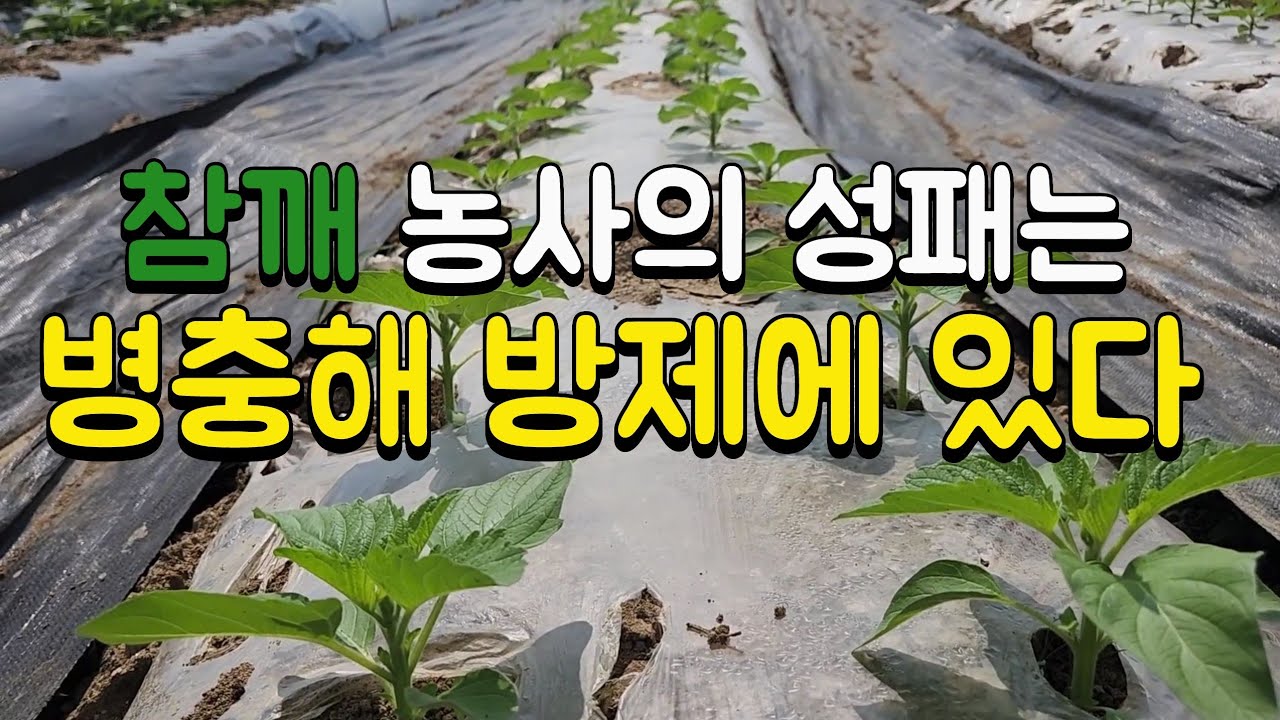 참깨재배 ️ 참깨는 발아초기부터 수확직전까지 수없이 잘록병역병 시들음병잎마름병 흰가루병 많은 병들이 있으므로 철저한