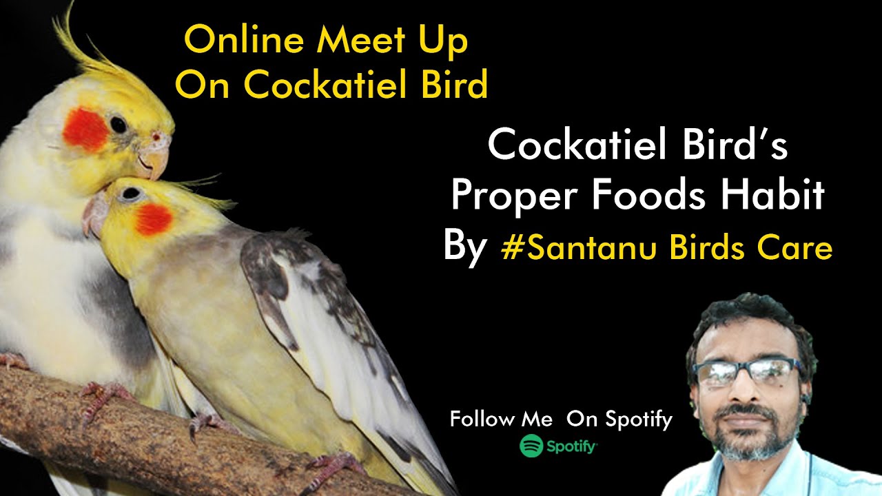 Proper Cockatiel Bird Foods Habit For All Beginner Cockatiel Bird ...