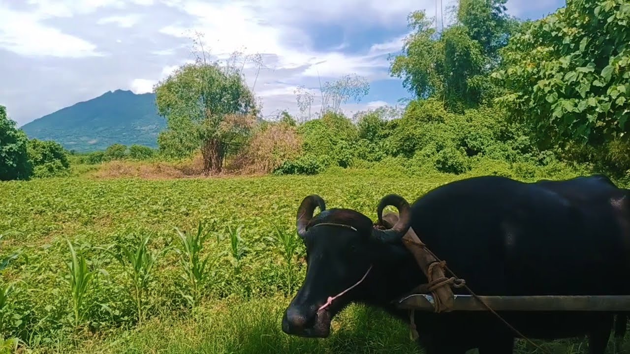 PAGLALAGAY NG BALAG SA PATOLA AT PAG HAHARVEST NG GULAY KAHIT MURA ...
