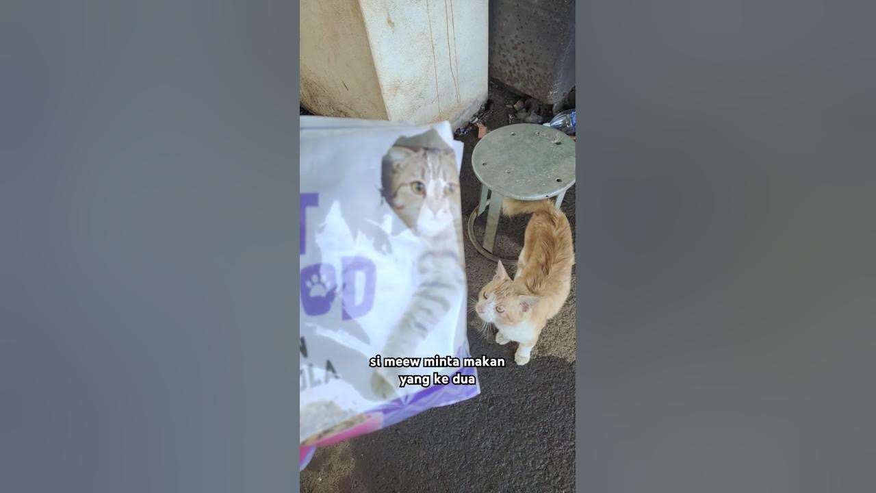si meew minta makan yang ke dua#kucingblasteran#cat#catlover#trending#shorts#shortvideo - YouTube
