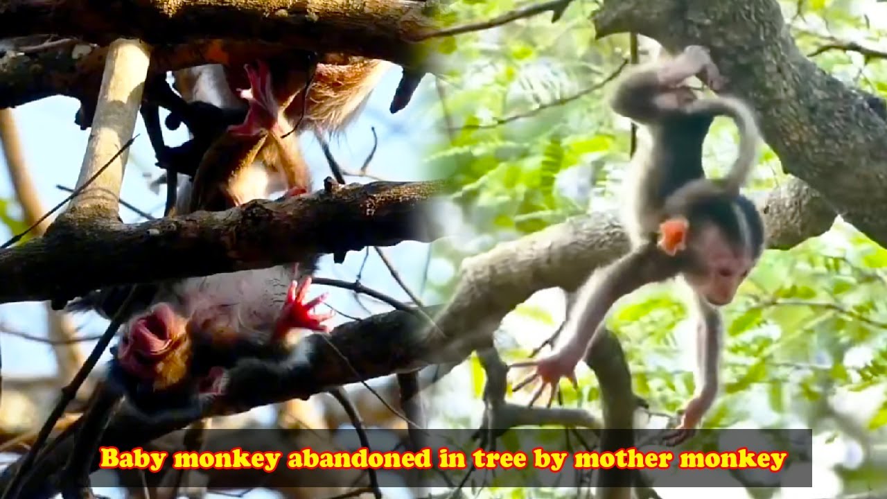 The mother monkey carried baby monkey up a tall tree and left it alone ...