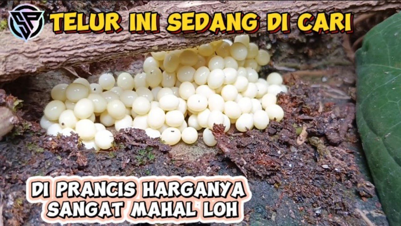 Telur Hewan Langka Ini Harga Nya Sangat Mahal Di Perancis #part1 - YouTube