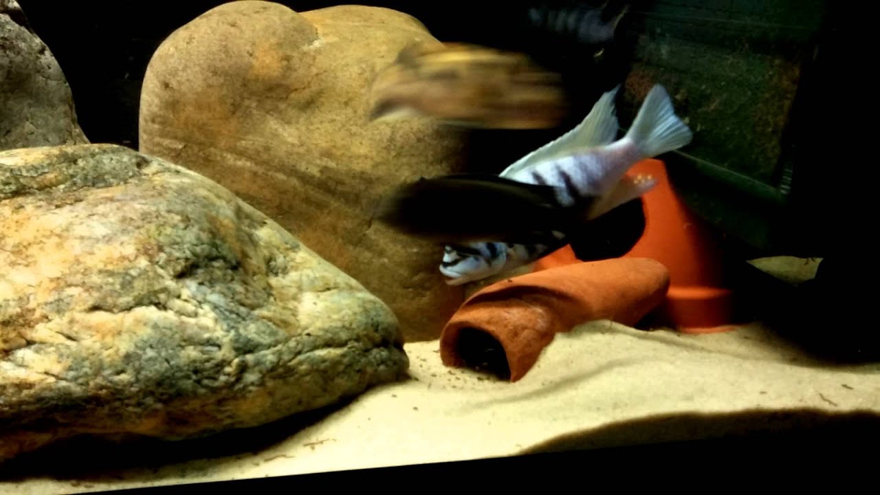 Metriaclima sp.,,zebra chilumba,, Maison Reef - YouTube