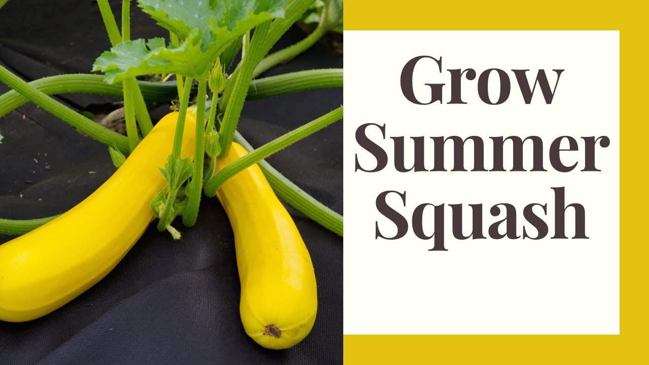 Summer Squash Seedlings Squash, Summer, Rise And Shine Hybrid Burpee