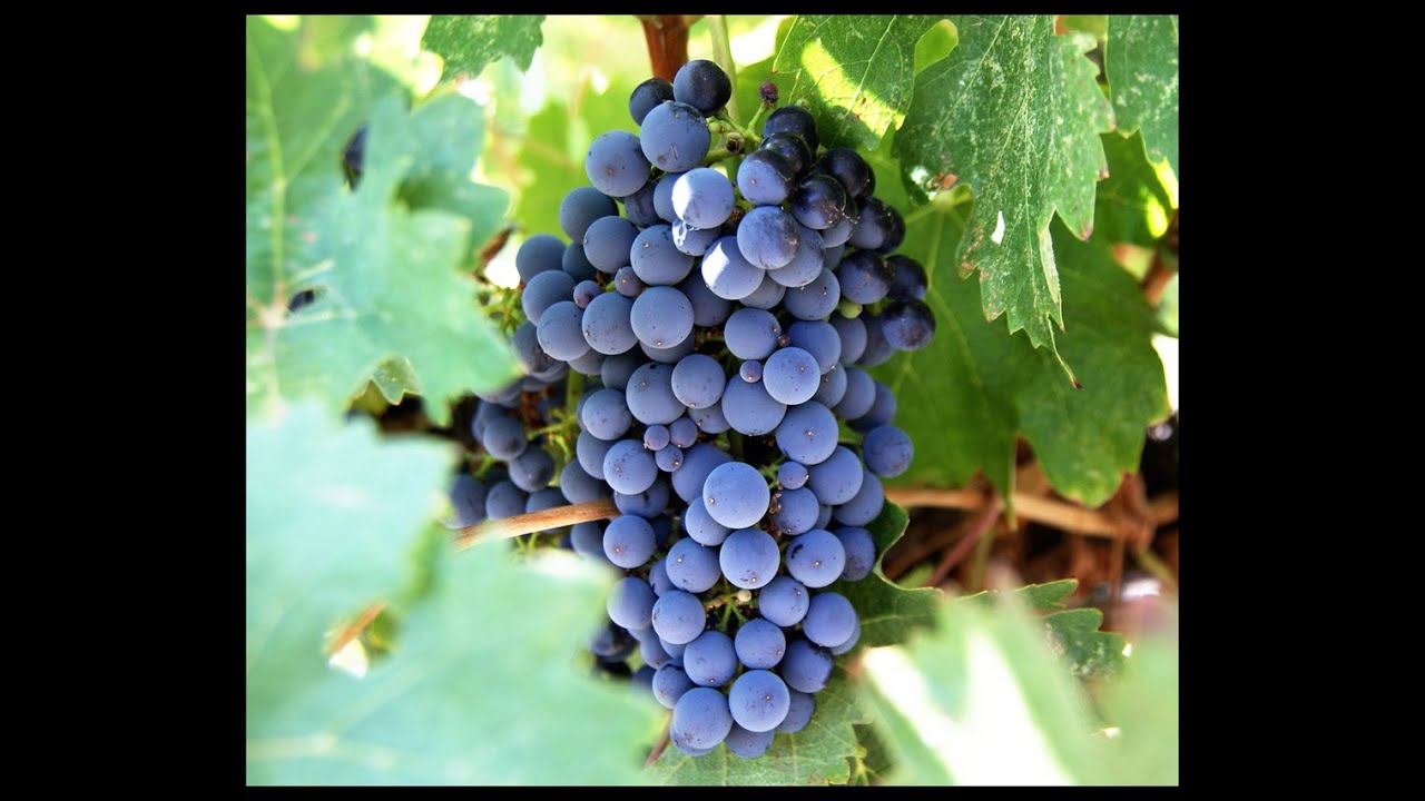 CAPRICORN FRUITION "BRILLIANT IDESA" OCT. 1-15, 2019 BI-WEEKLY - YouTube