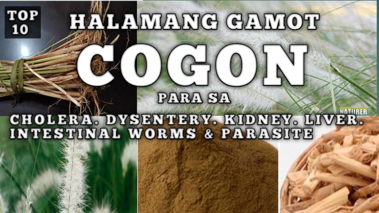 COGON GRASS MABISA PALANG HALAMANG GAMOT SA MGA MALALANG SAKIT SA ...