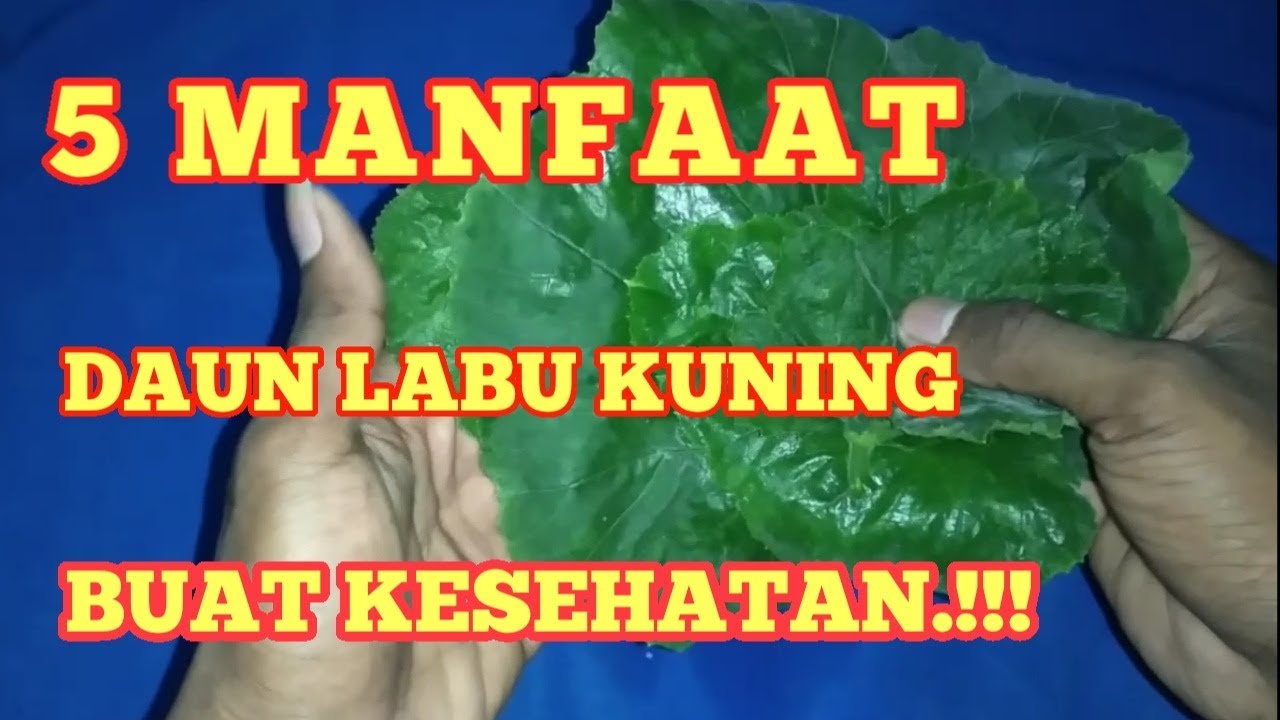 DAUN LABU KUNING YANG MEMILIKI BANYAK KHASIAT UNTUK KESEHATAN KALIAN ...