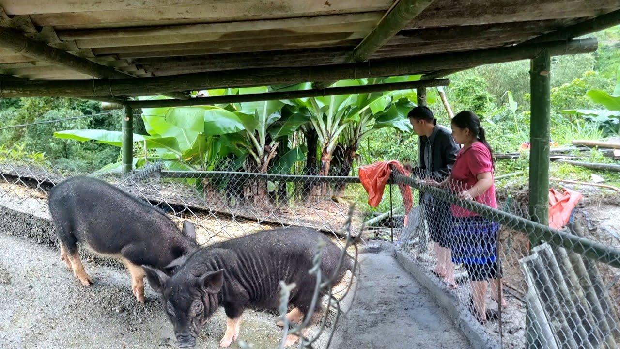 Real Life of a Young Couple in the Highlands | Build a new pig barn and ...