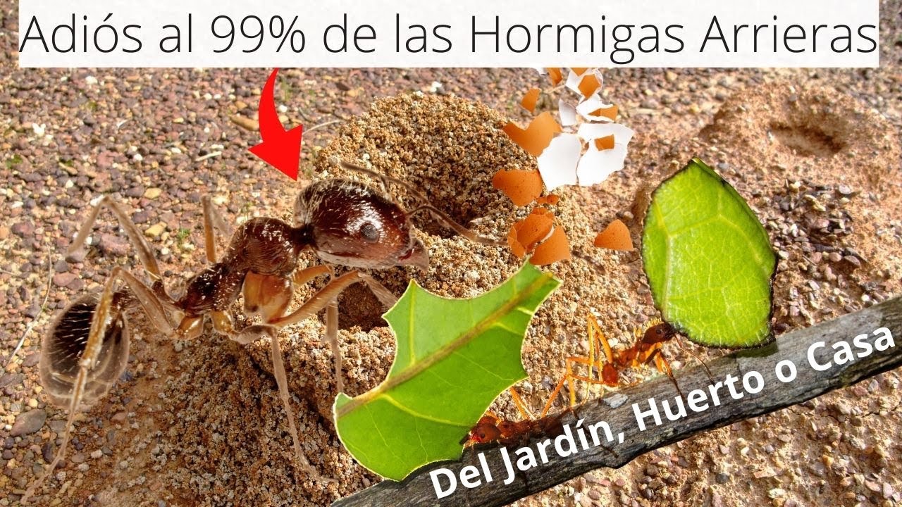 Elimina el 99% de las Hormigas Arrieras 🐜 con Cascara de huevo muy ...