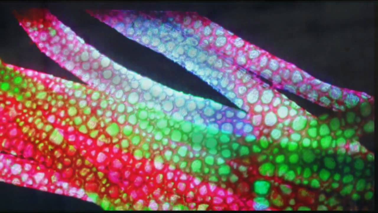 Incredible Microscopic World (HD) : Enchanted Landscapes - YouTube