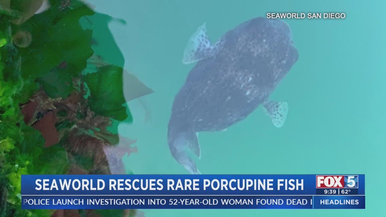 Rare Pufferfish Found Cold-Stunned In San Diego Waters On The Way To ...
