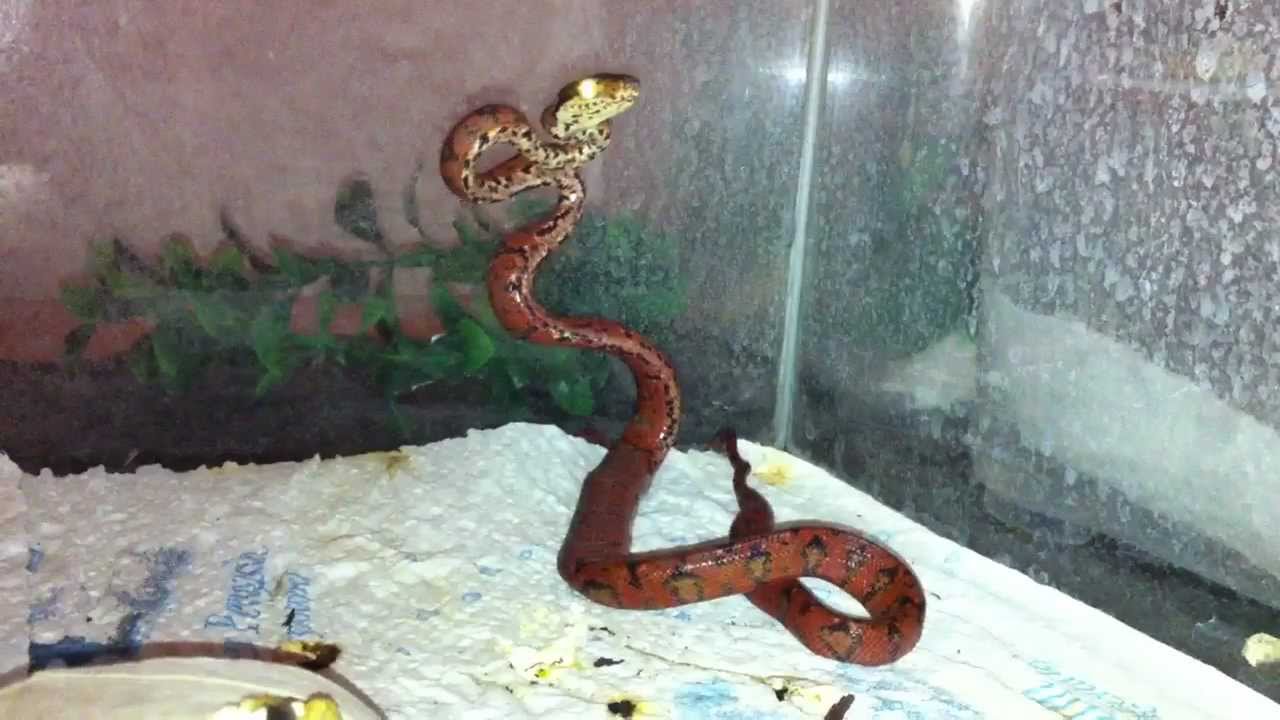 Amazon Tree Cobra part two - YouTube
