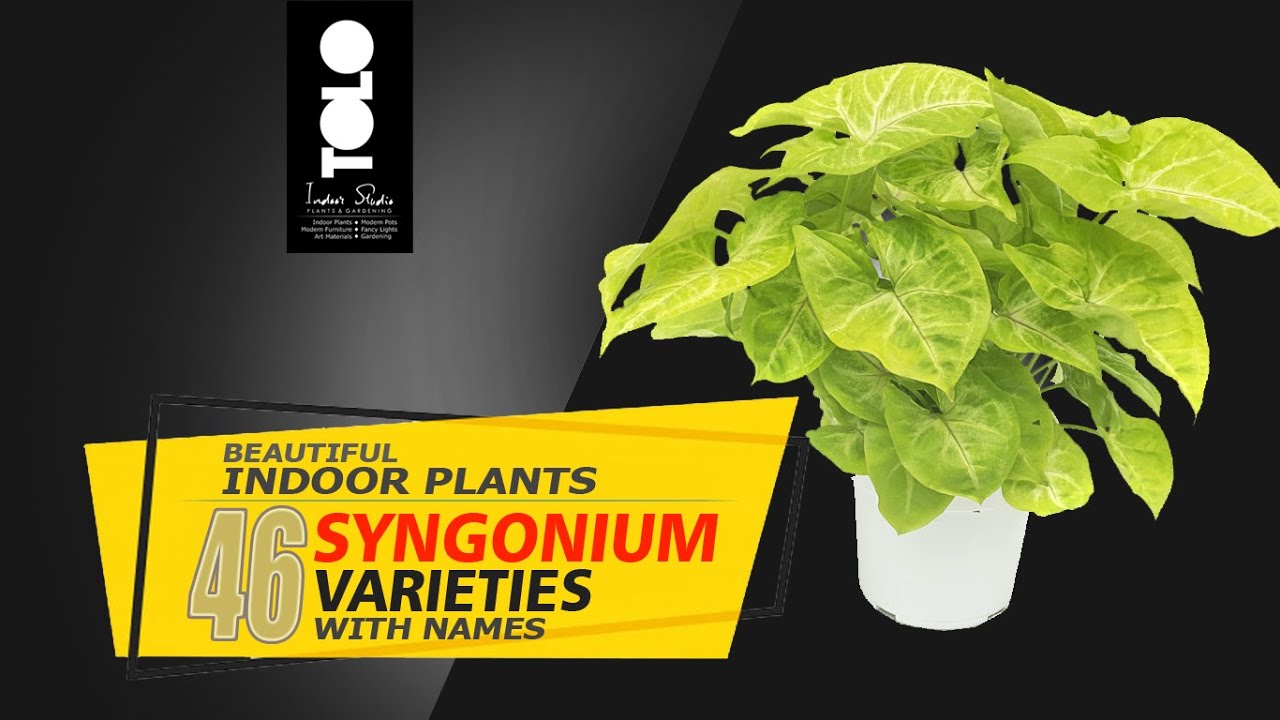 46 syngonium Varieties with Names - YouTube